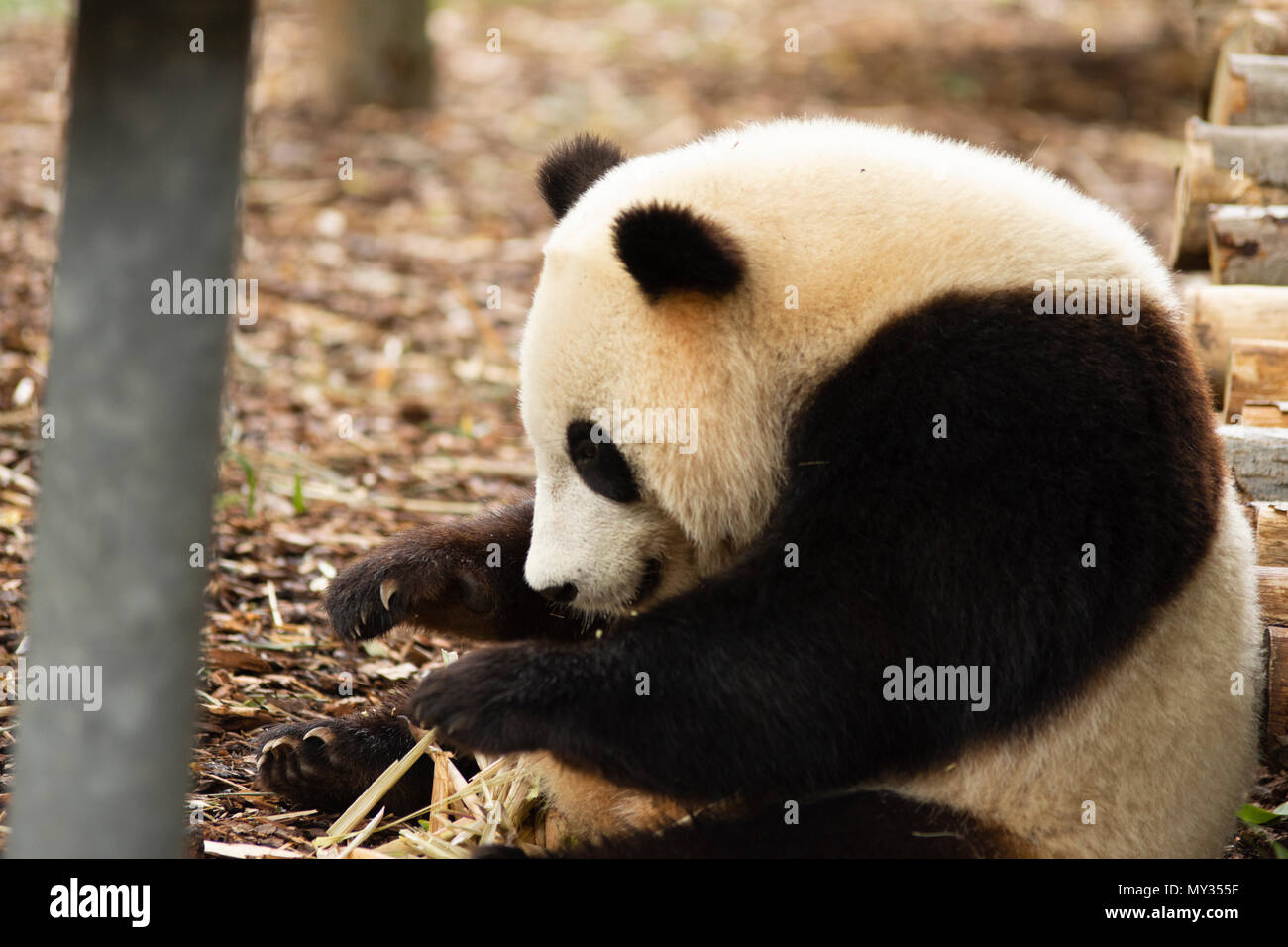 panda bear in Pairi Daiza zoo,Belgium Stock Photo - Alamy