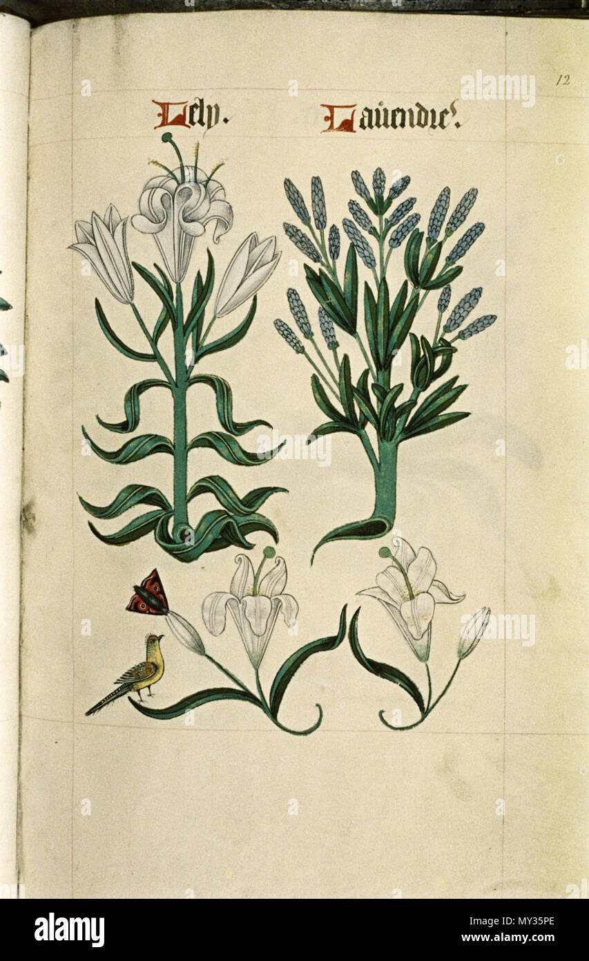 . The Tudor Pattern Book. Bodleian Library, MS. Ashmole 1504 . between ...