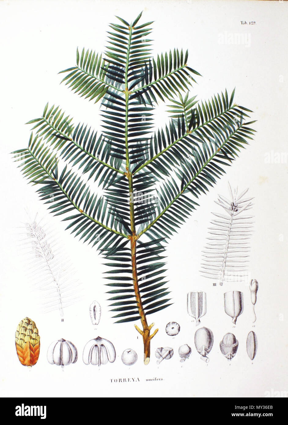. Torreya nucifera Plate from book . 1870. Philipp Franz von Siebold ...
