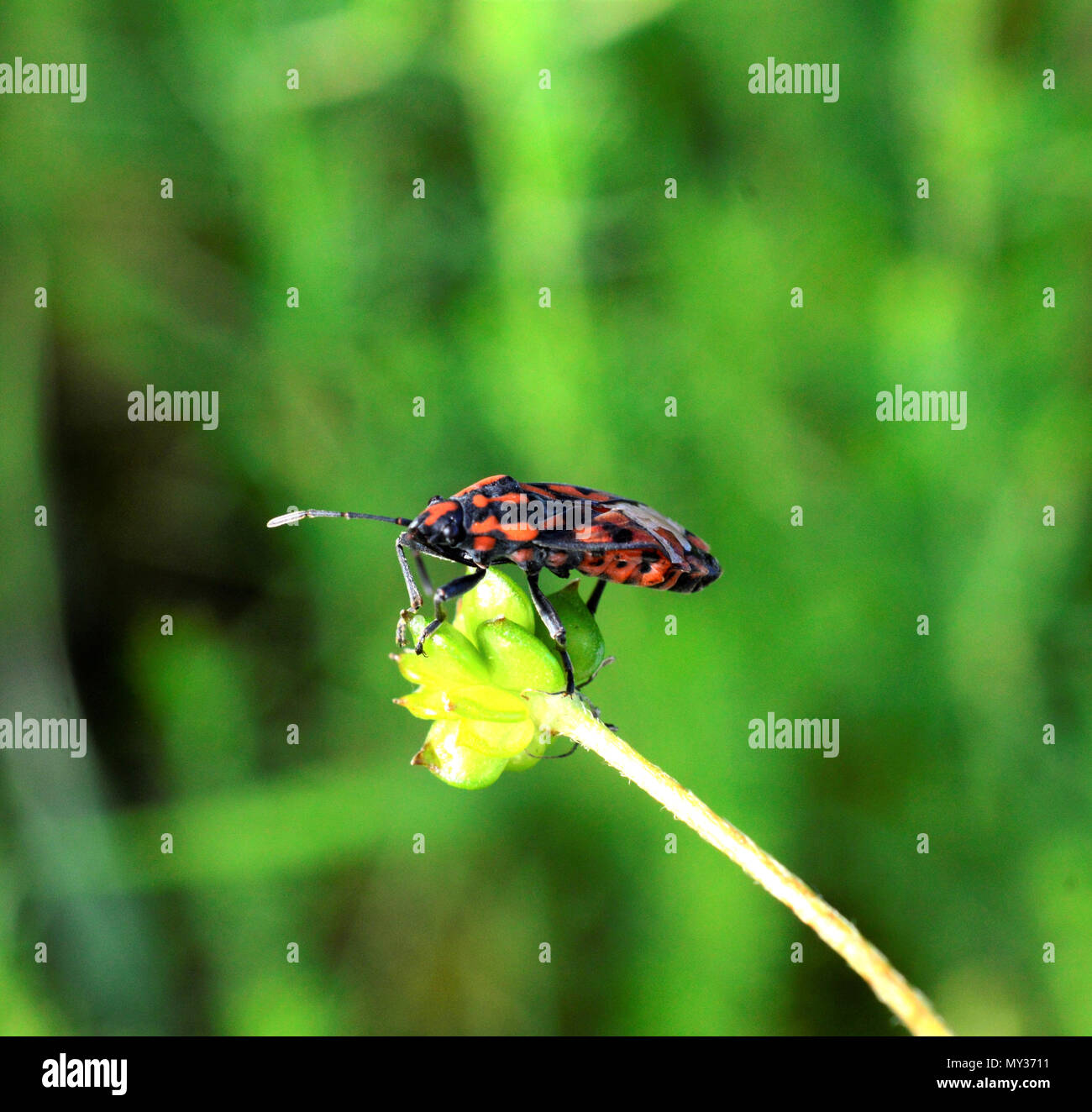 Hanimal hi-res stock photography and images - Alamy