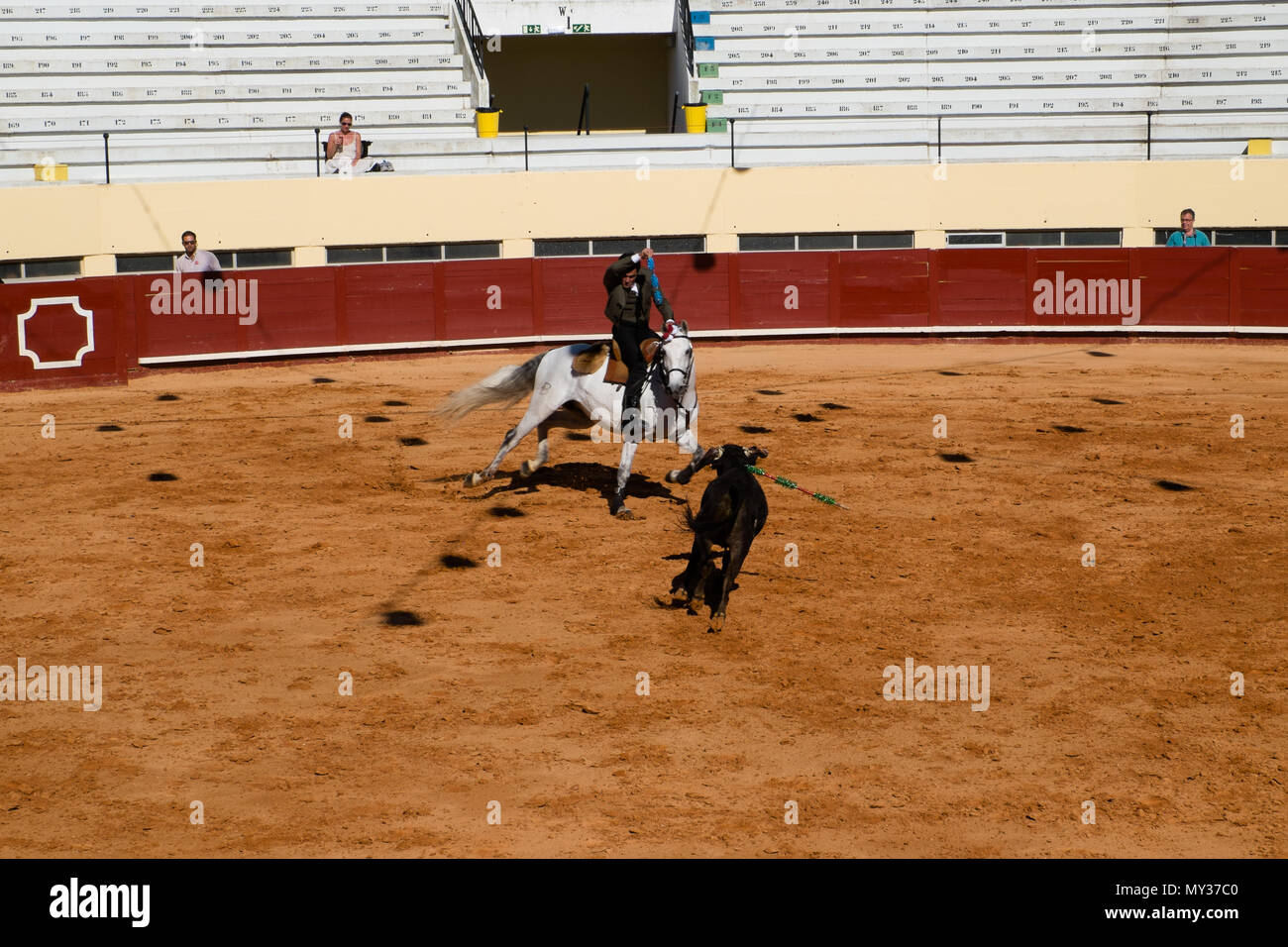 Portuguese style bullfighting hi-res stock photography and images - Alamy