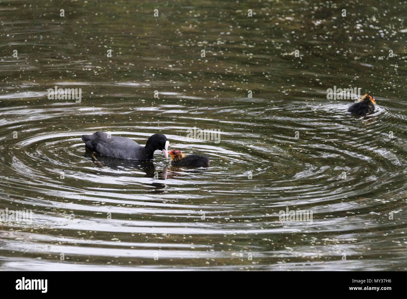 Su tavugu hi-res stock photography and images - Alamy