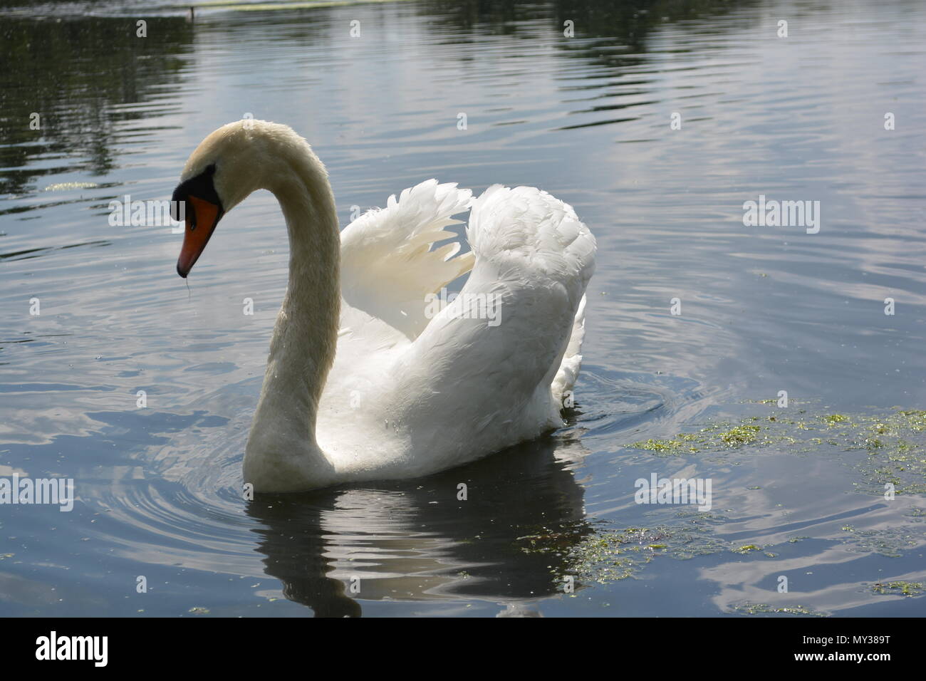 Proud swan hi-res stock photography and images - Alamy