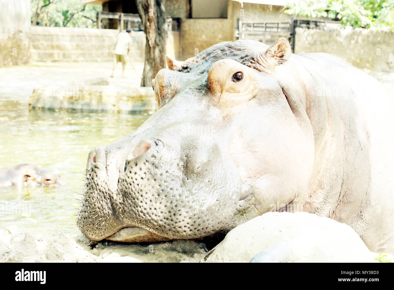 Hippopotamus amphibius hippo pool hi-res stock photography and images ...