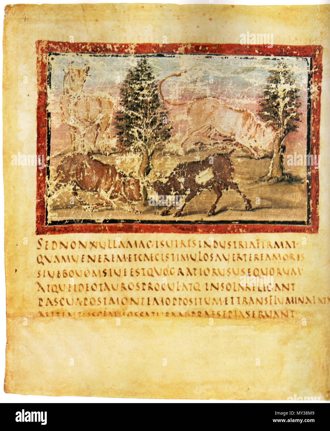 . English: Folio 4v of the Vatican Vergil. Bulls fighting. Illustration ...
