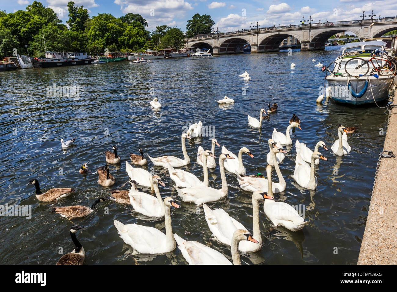 Thames wildlife hi-res stock photography and images - Alamy