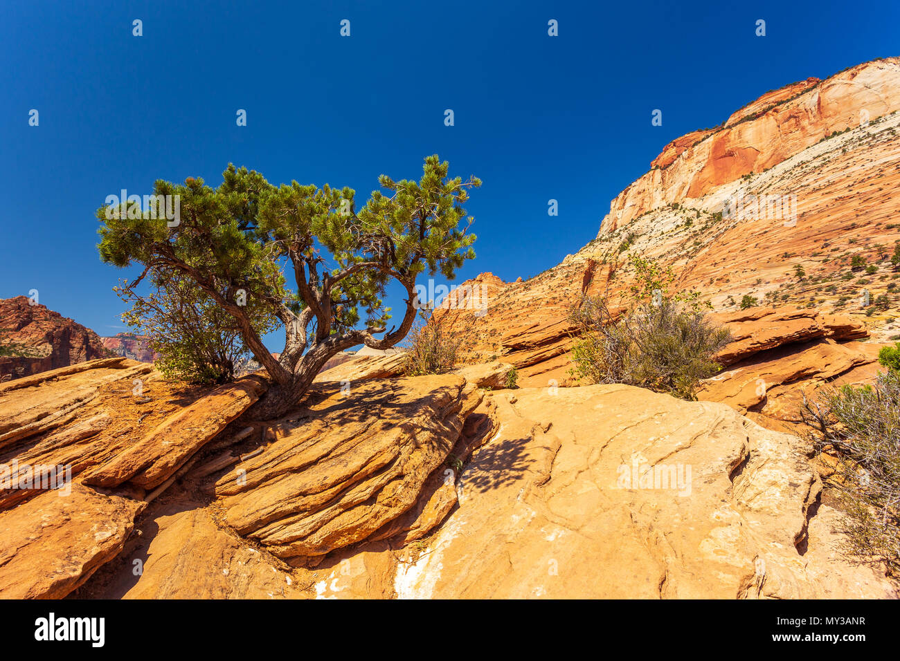 Nature landscape of Zion National Park, USA. This nature landscape is ...