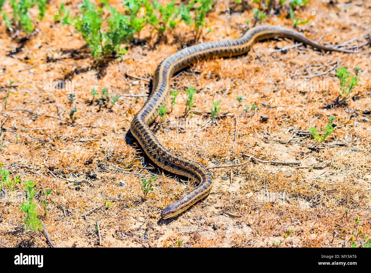 Korean rat snake hi-res stock photography and images - Alamy