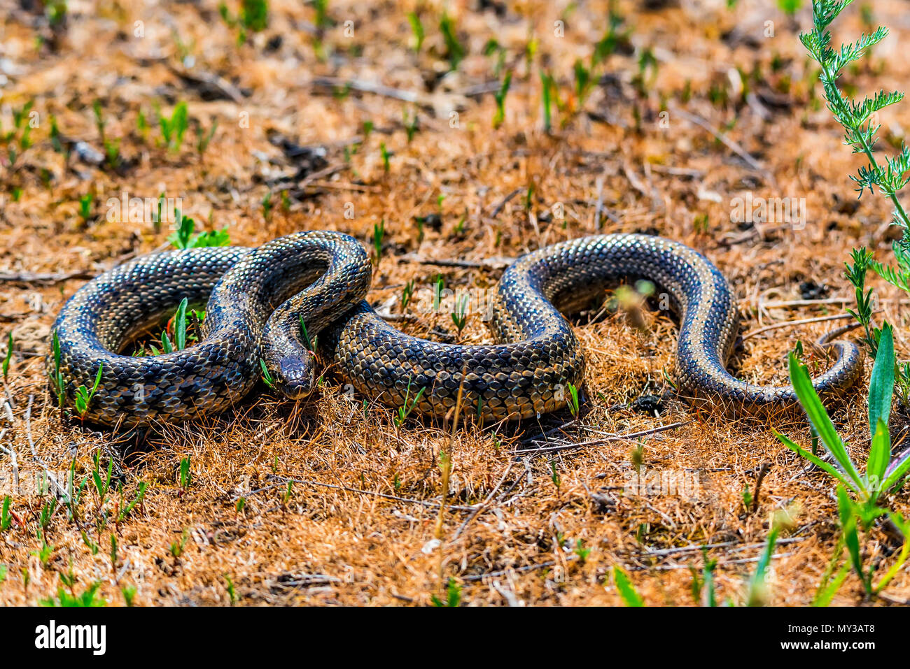 Rat snake on tree hi-res stock photography and images - Alamy