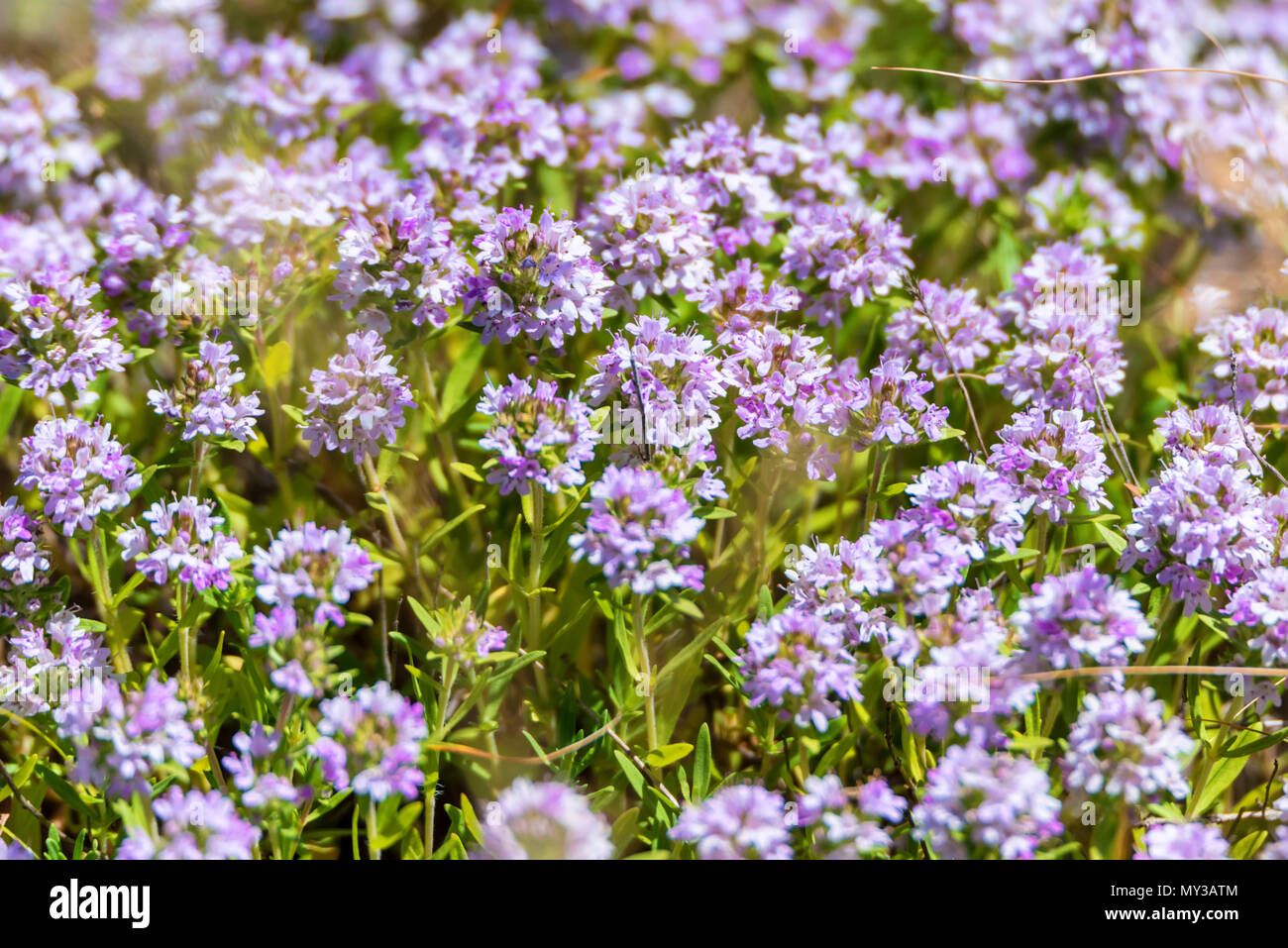 Commonthyme hi-res stock photography and images - Alamy