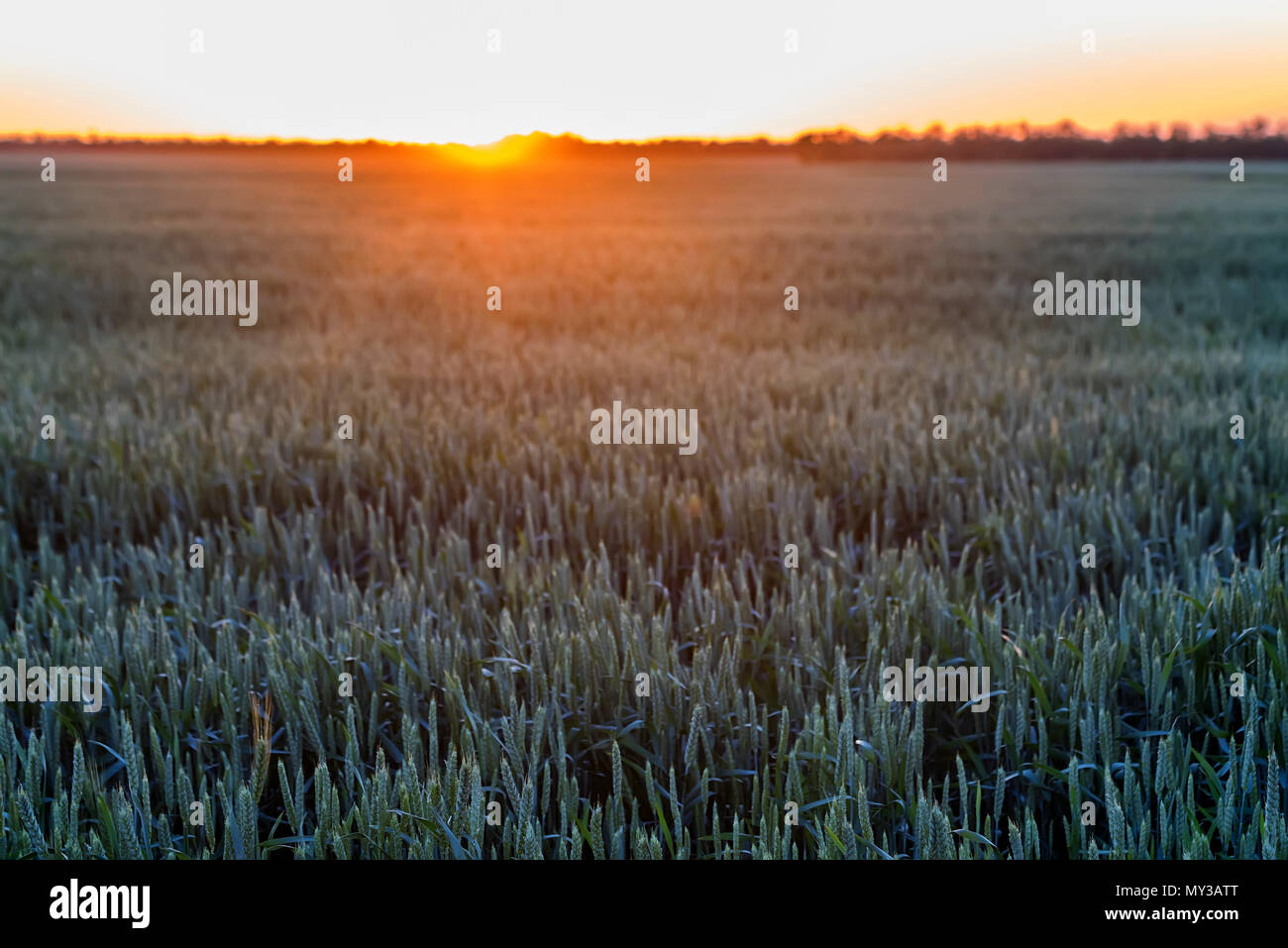 Wheat field at sunset beautiful landscape Stock Photo - Alamy