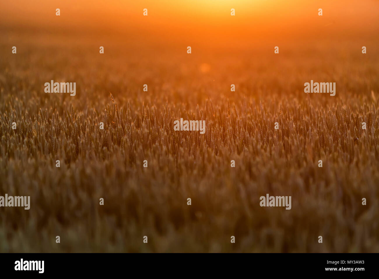 Wheat field at sunset beautiful landscape Stock Photo - Alamy