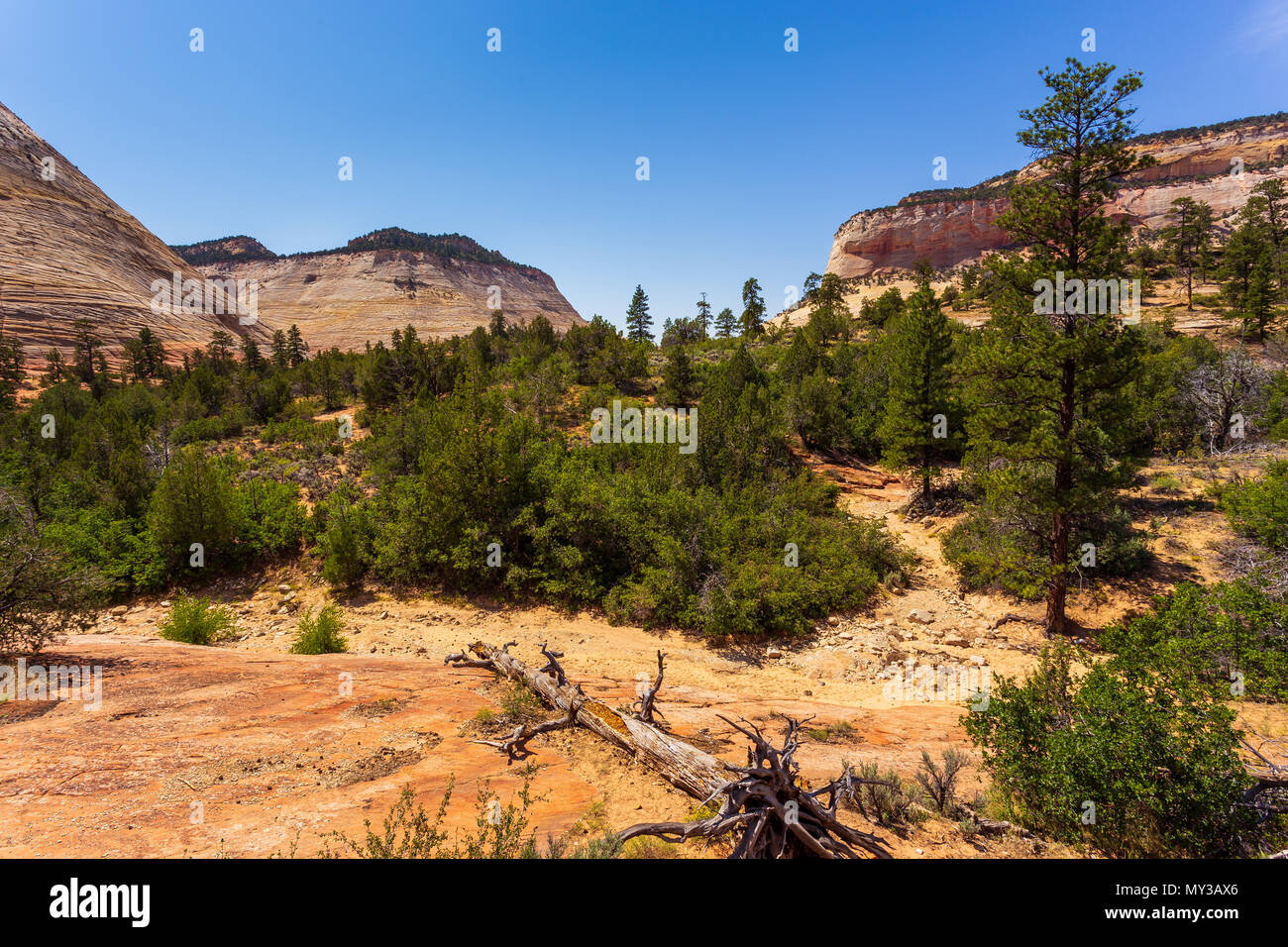Nature landscape of Zion National Park, USA. This nature landscape is ...