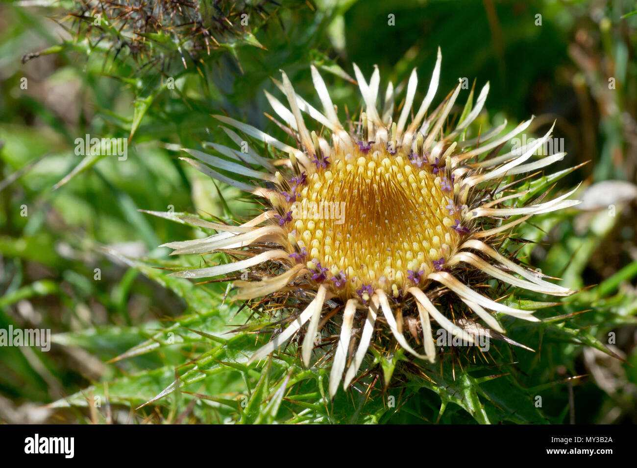 Carlina vulgaris hi-res stock photography and images - Alamy