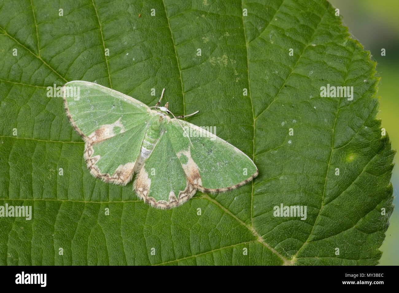 Pustel hi-res stock photography and images - Alamy