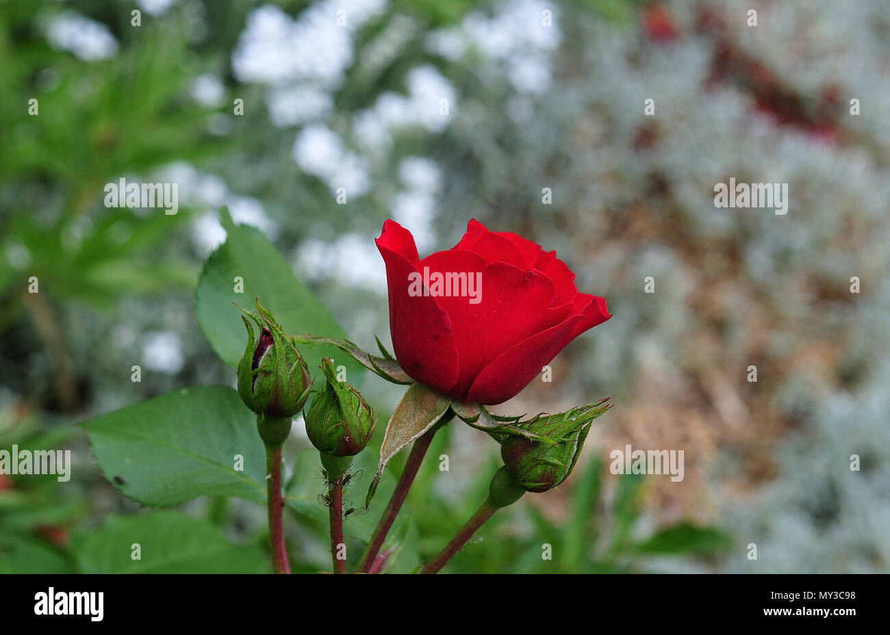 garden rose with buds and red blossom, lice on stem Stock Photo - Alamy