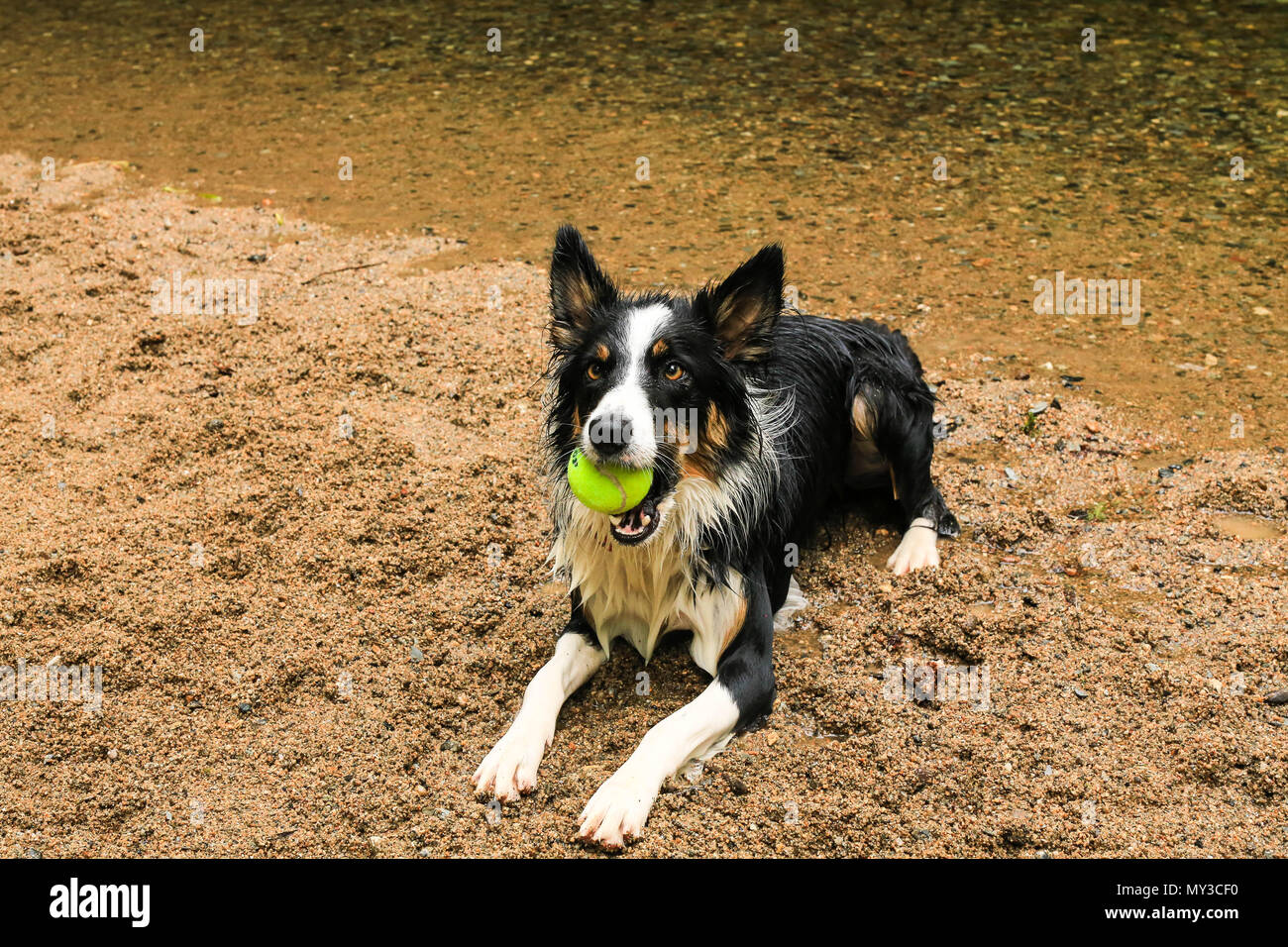 Border collie dog playing with ball in river Stock Photo - Alamy
