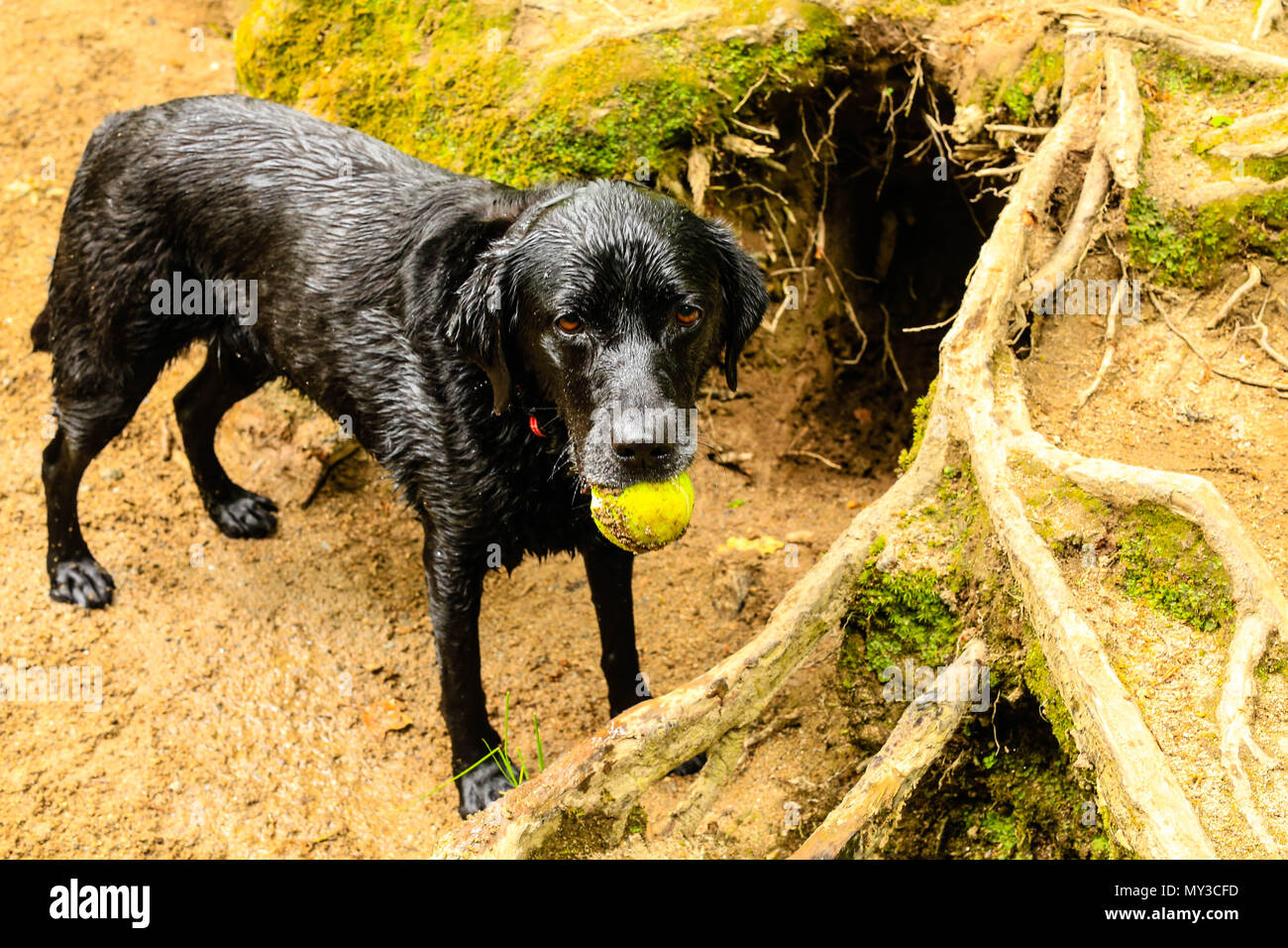 Black Labrador dog playing with tennis ball in mouth Stock Photo - Alamy