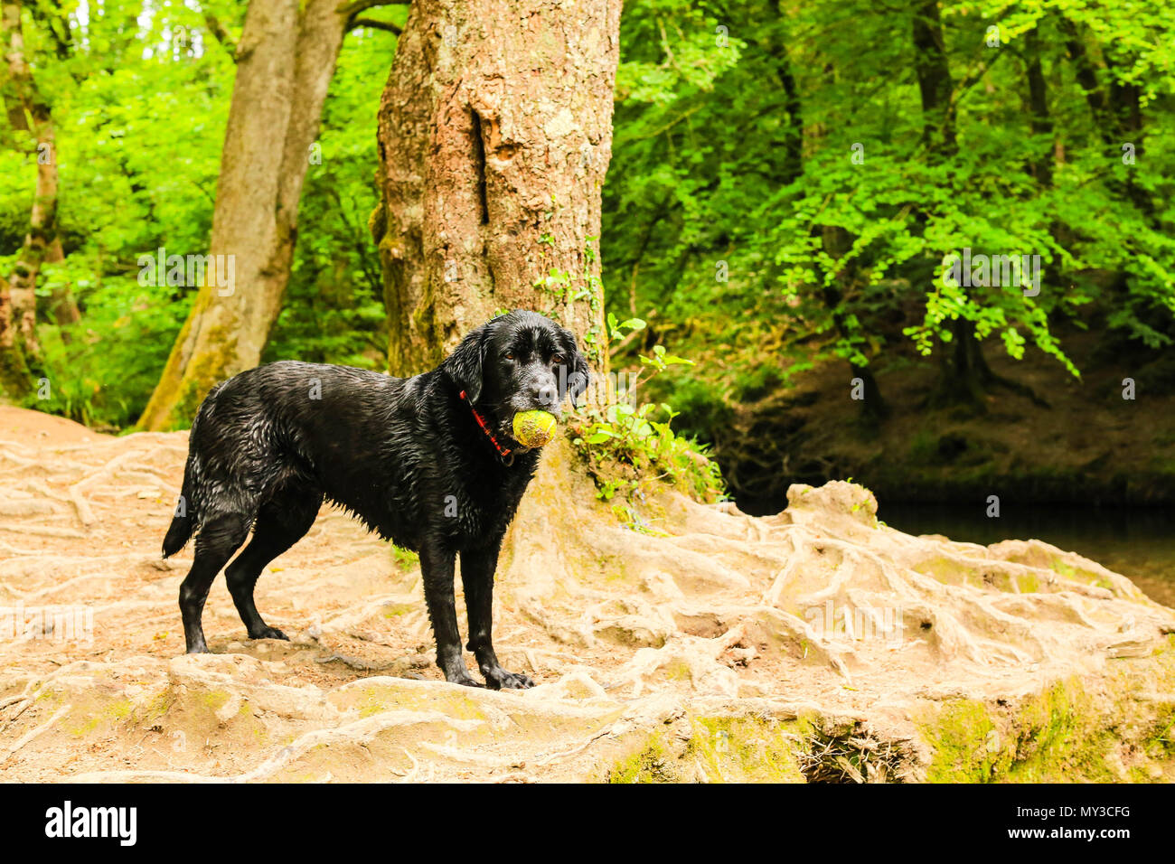 Black Labrador dog playing with tennis ball in mouth Stock Photo - Alamy