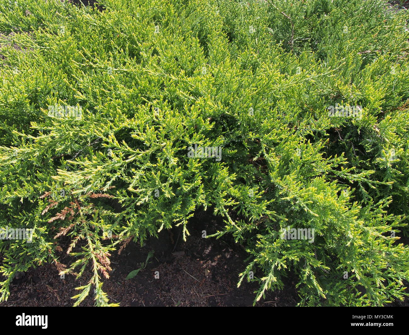 Little decorative arborvitae. Decorative coniferous tree. Plant growing ...