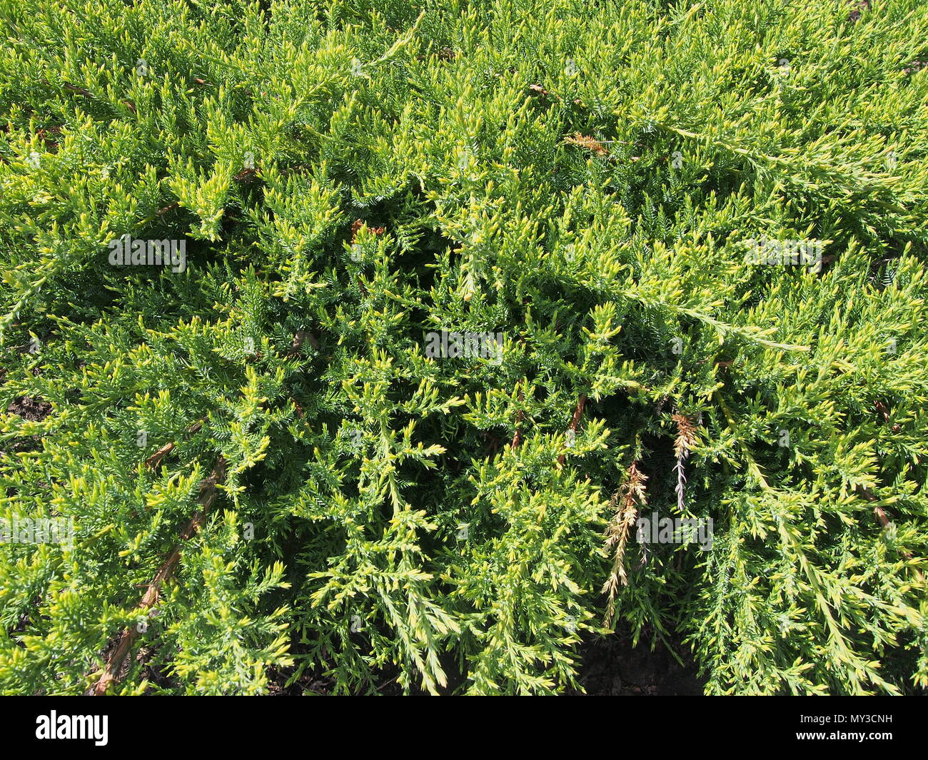 Little decorative arborvitae. Decorative coniferous tree. Plant growing ...