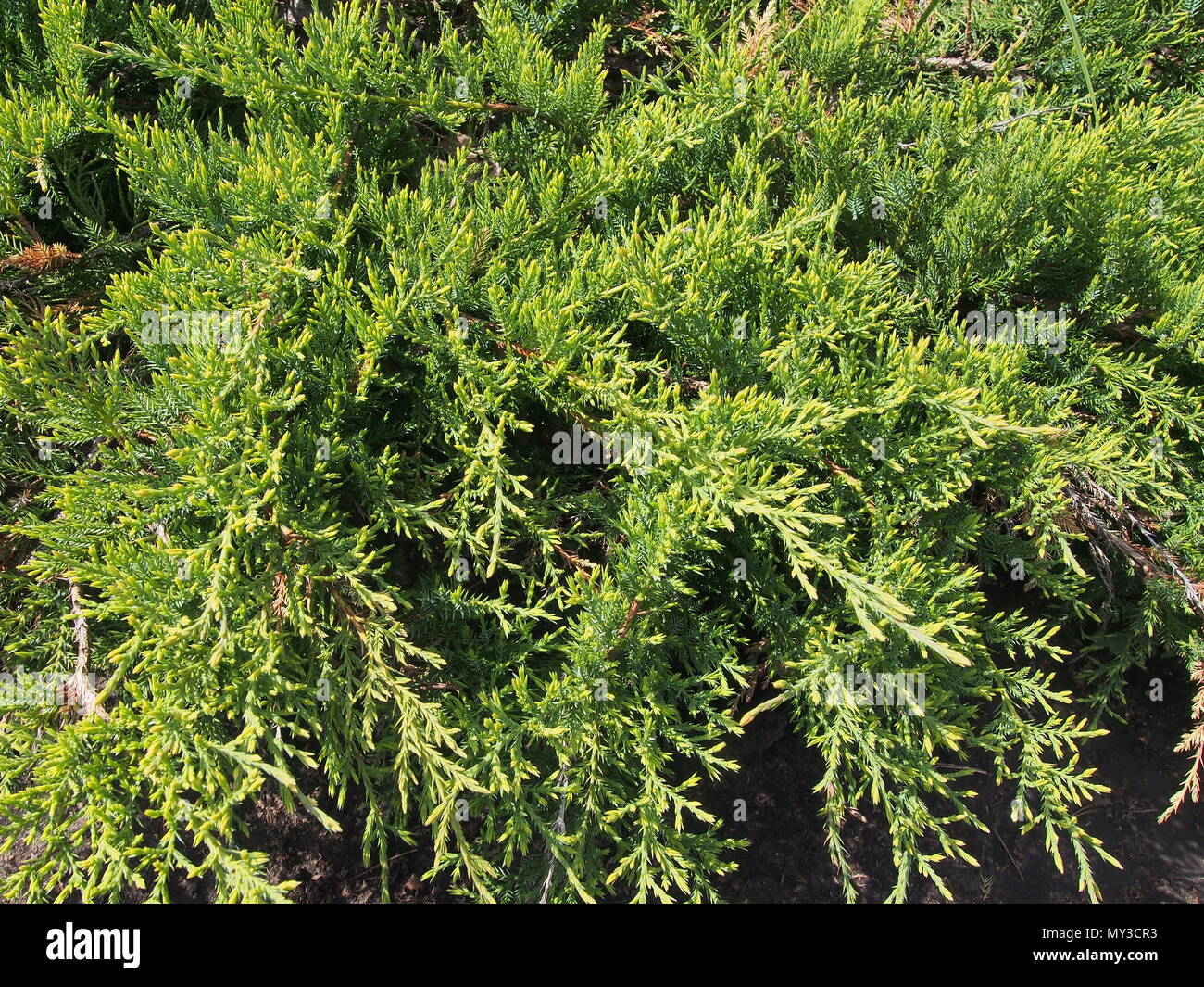 Little decorative arborvitae. Decorative coniferous tree. Plant growing ...