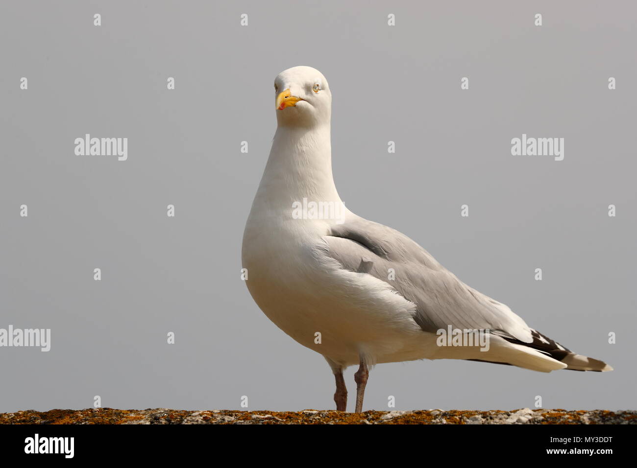 Britain seagull hi-res stock photography and images - Alamy
