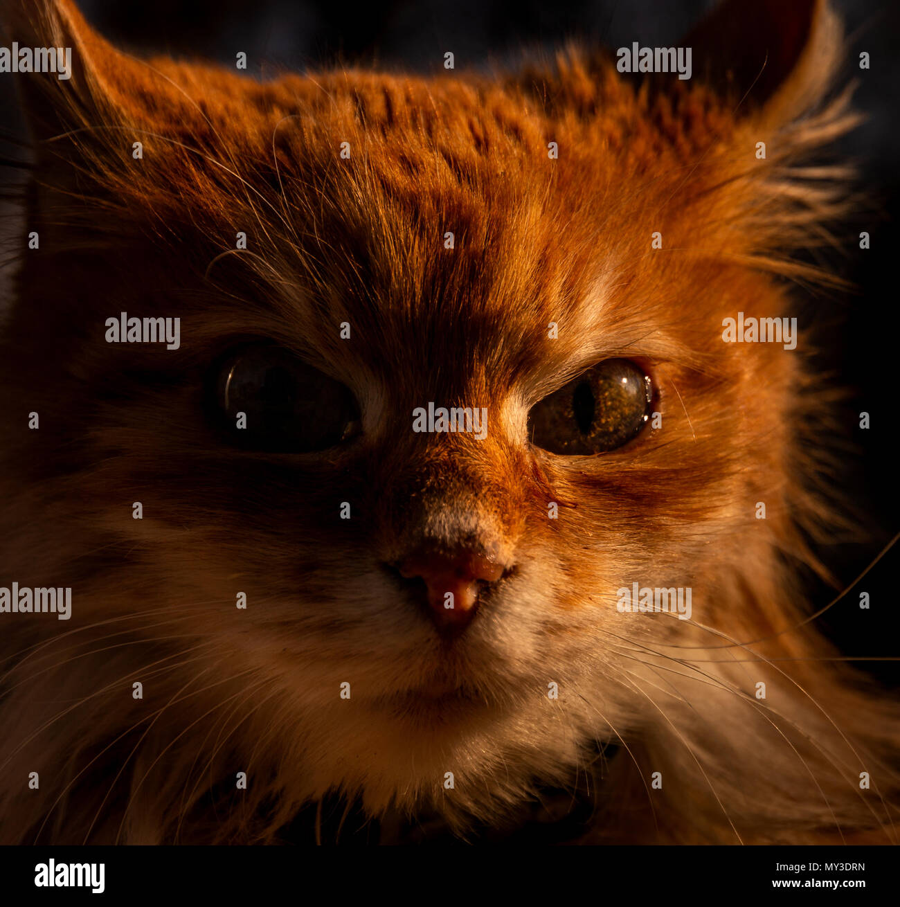 High quality portrait of a cat's face Stock Photo - Alamy