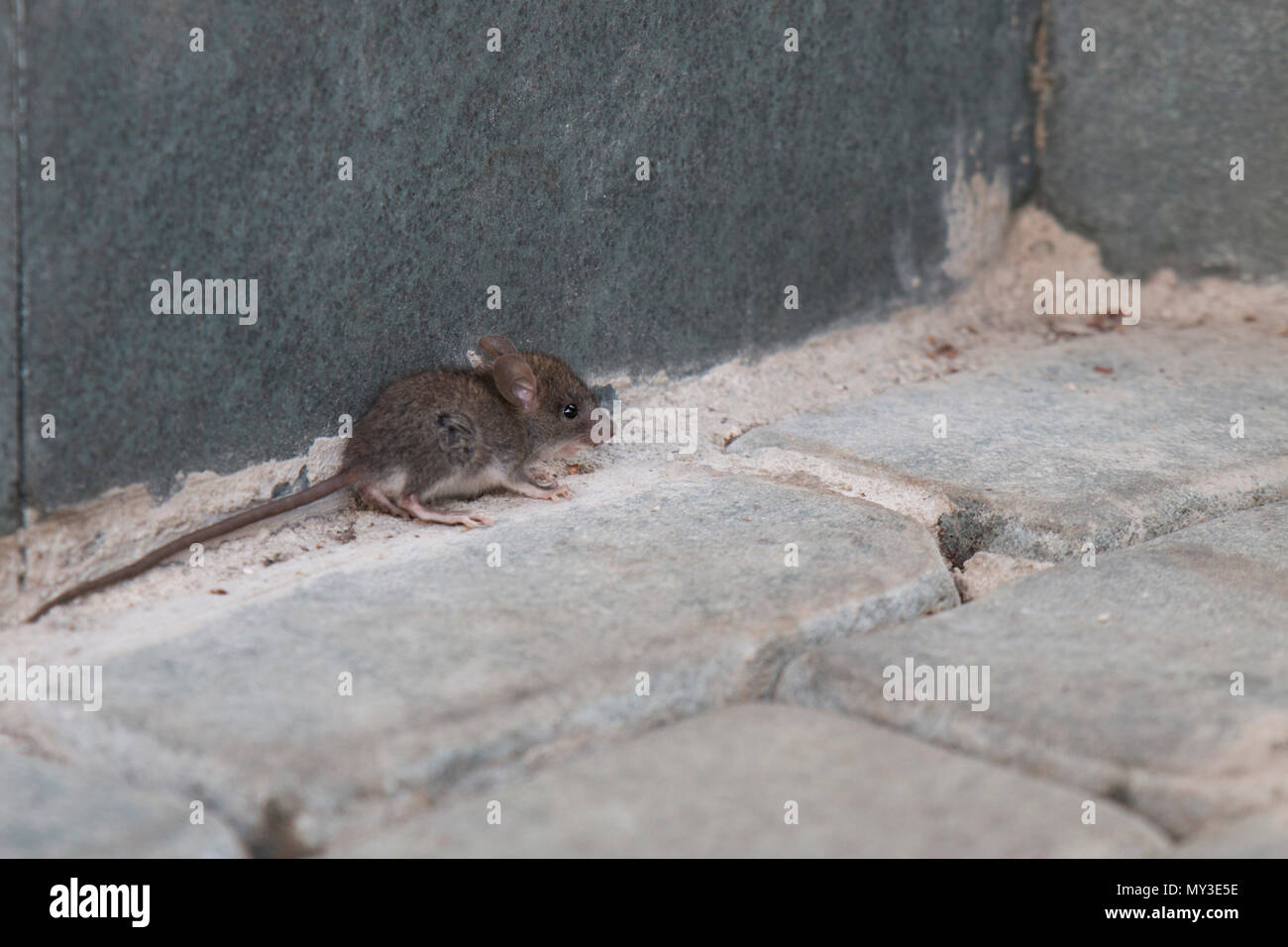 Wet mouse hi-res stock photography and images - Alamy