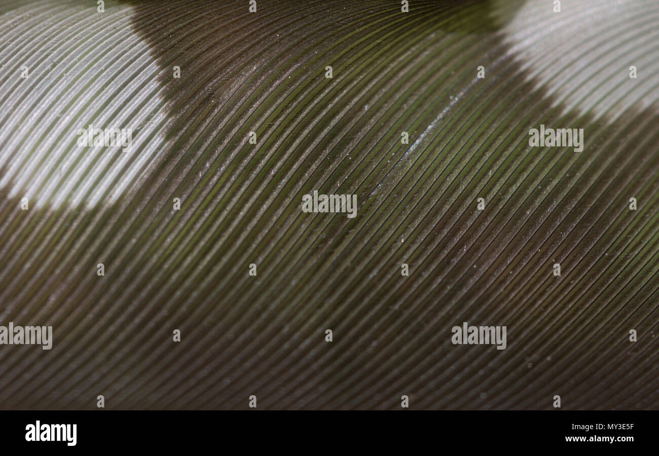 Spotted feather hi-res stock photography and images - Alamy