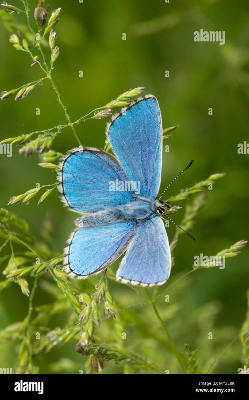 Adonis blue butterfly uk hi-res stock photography and images - Alamy