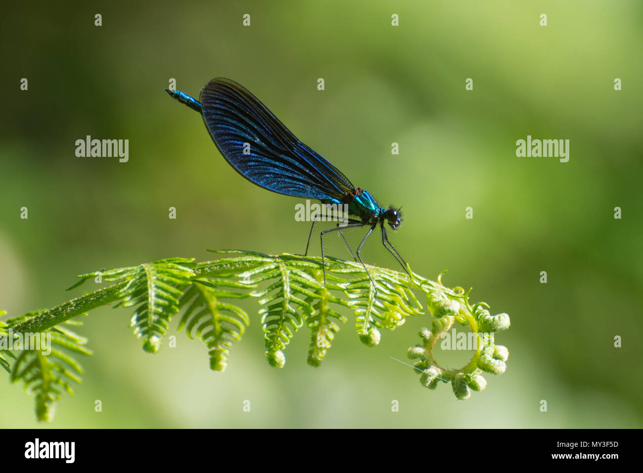 A stunning male beautiful demoiselle damselfly (Calopteryx virgo) on ...