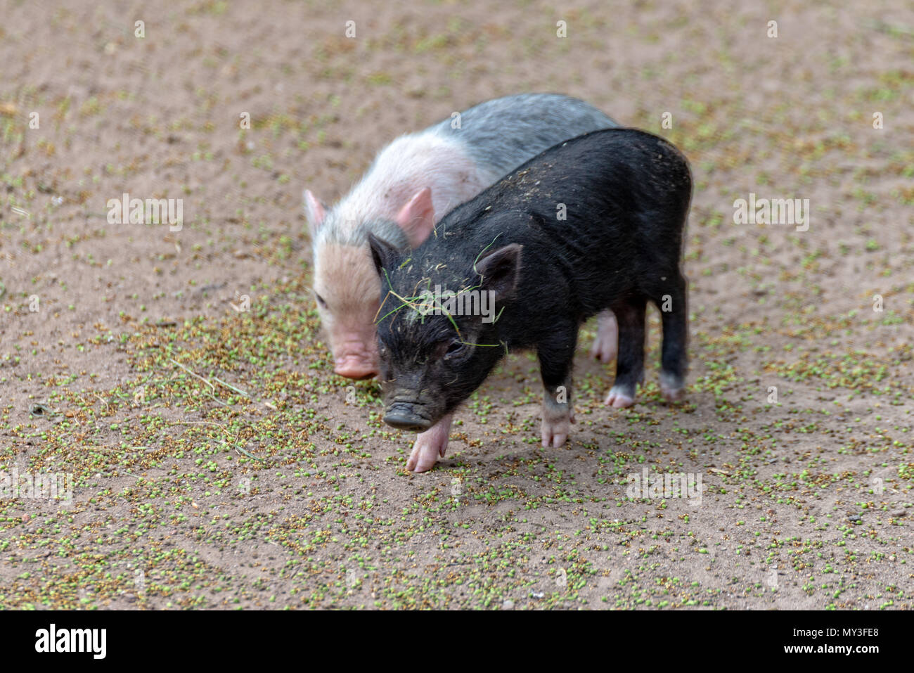 Two Little pigs play with each other Stock Photo - Alamy