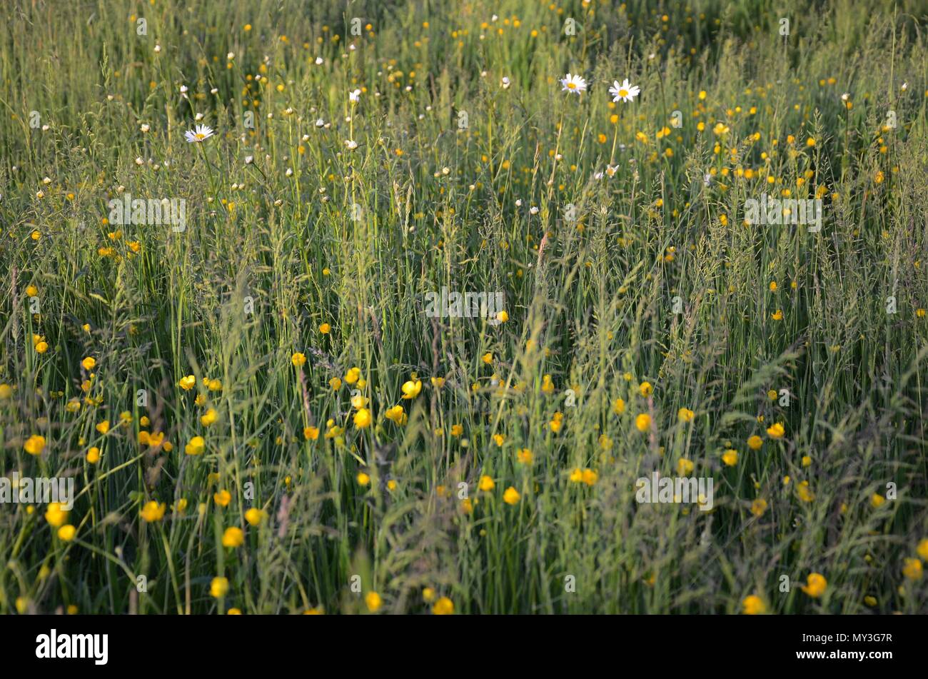 Daisies and buttercups in English grass wildflower meadow Stock Photo ...