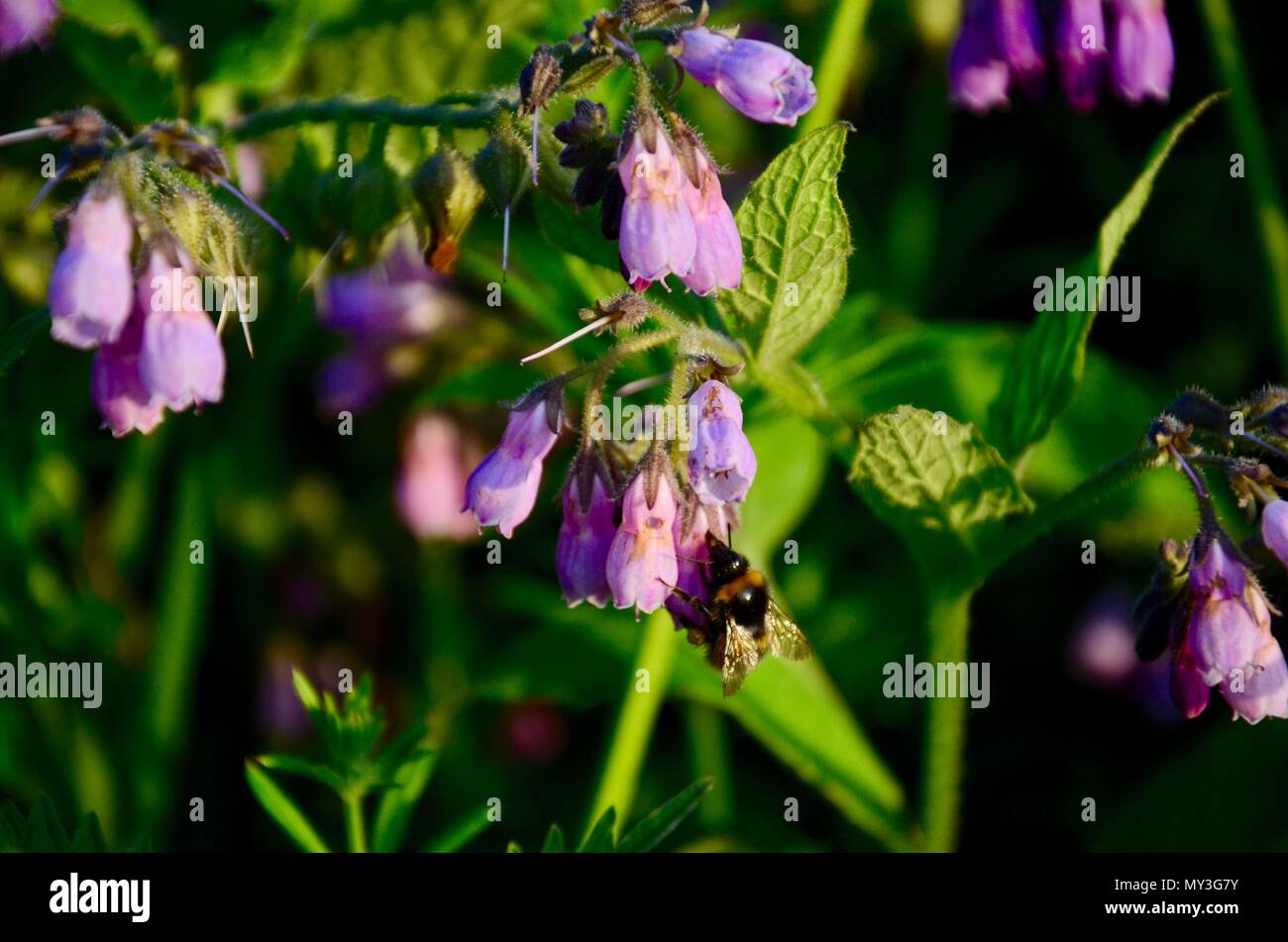 Comfrey fertiliser hi-res stock photography and images - Alamy
