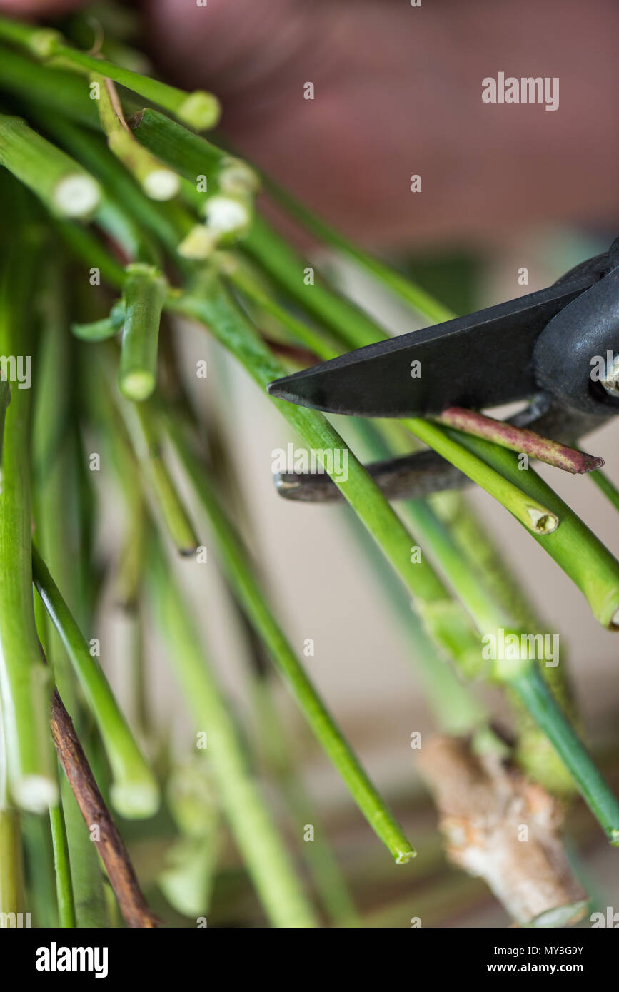close-up partial view of florist cutting green stems with secateurs ...