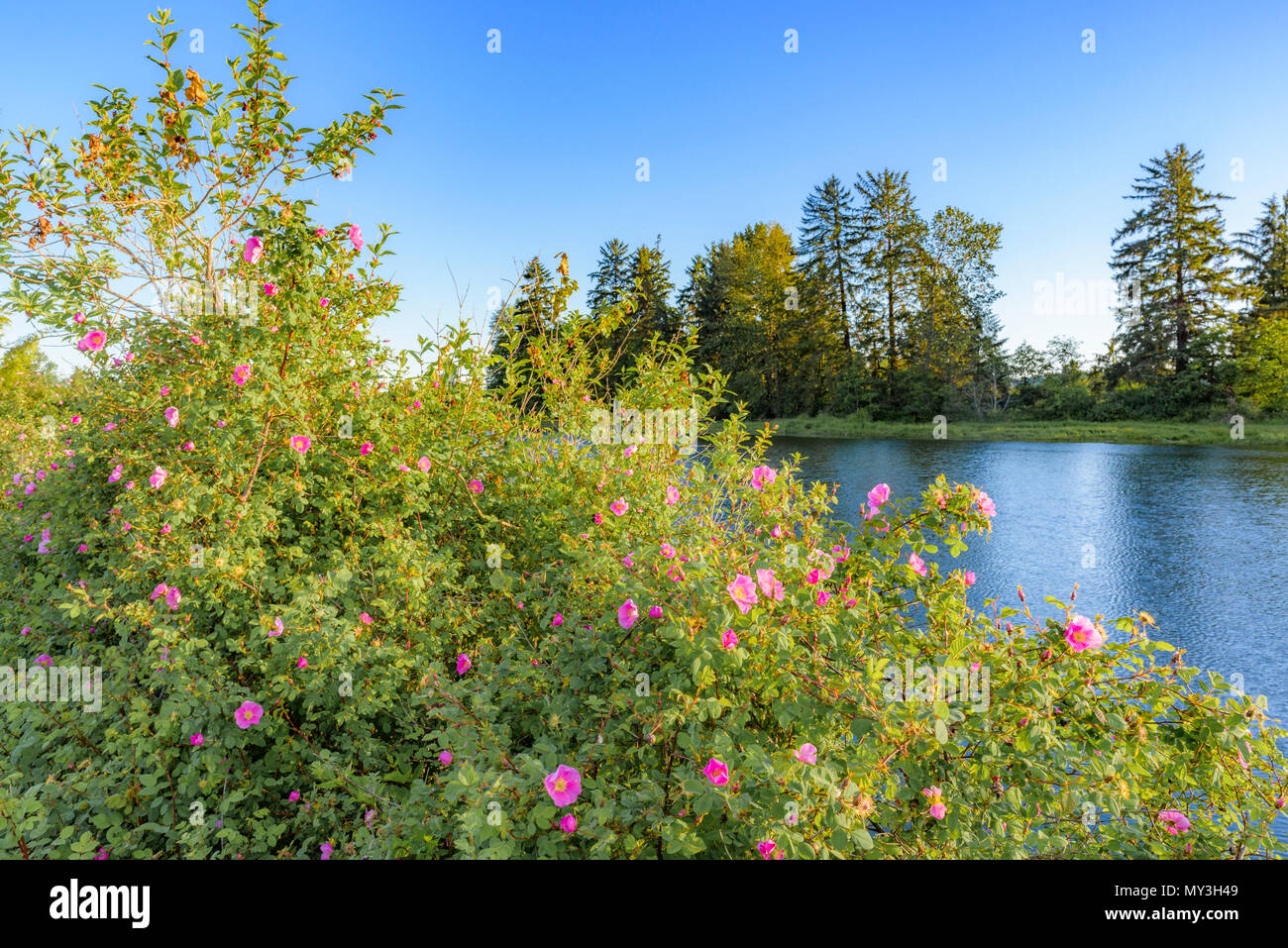 Valley of the roses hi-res stock photography and images - Alamy