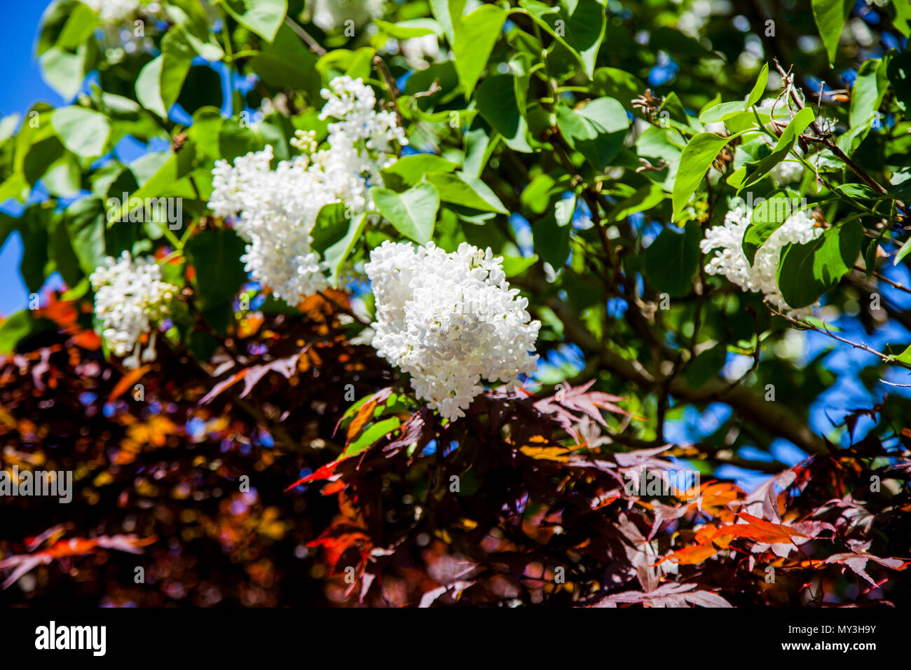 Syringa vulgaris late spring hi-res stock photography and images - Alamy