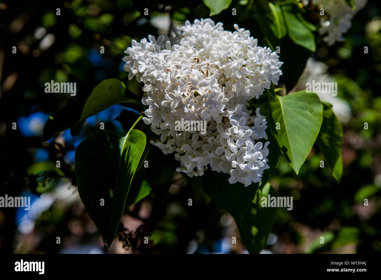 Late lilac hi-res stock photography and images - Alamy