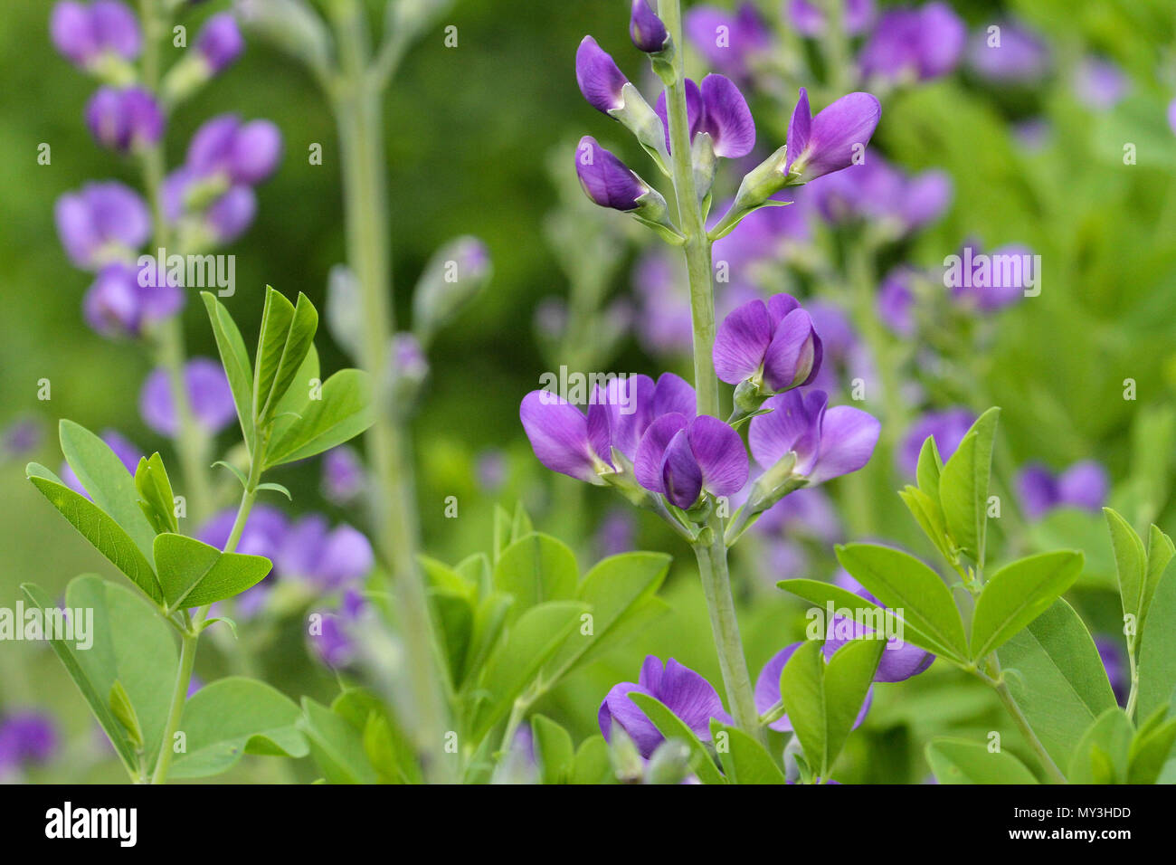 Blue false indigo Stock Photo - Alamy