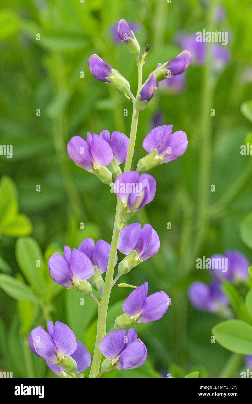 Blue False Indigo High Resolution Stock Photography and Images - Alamy