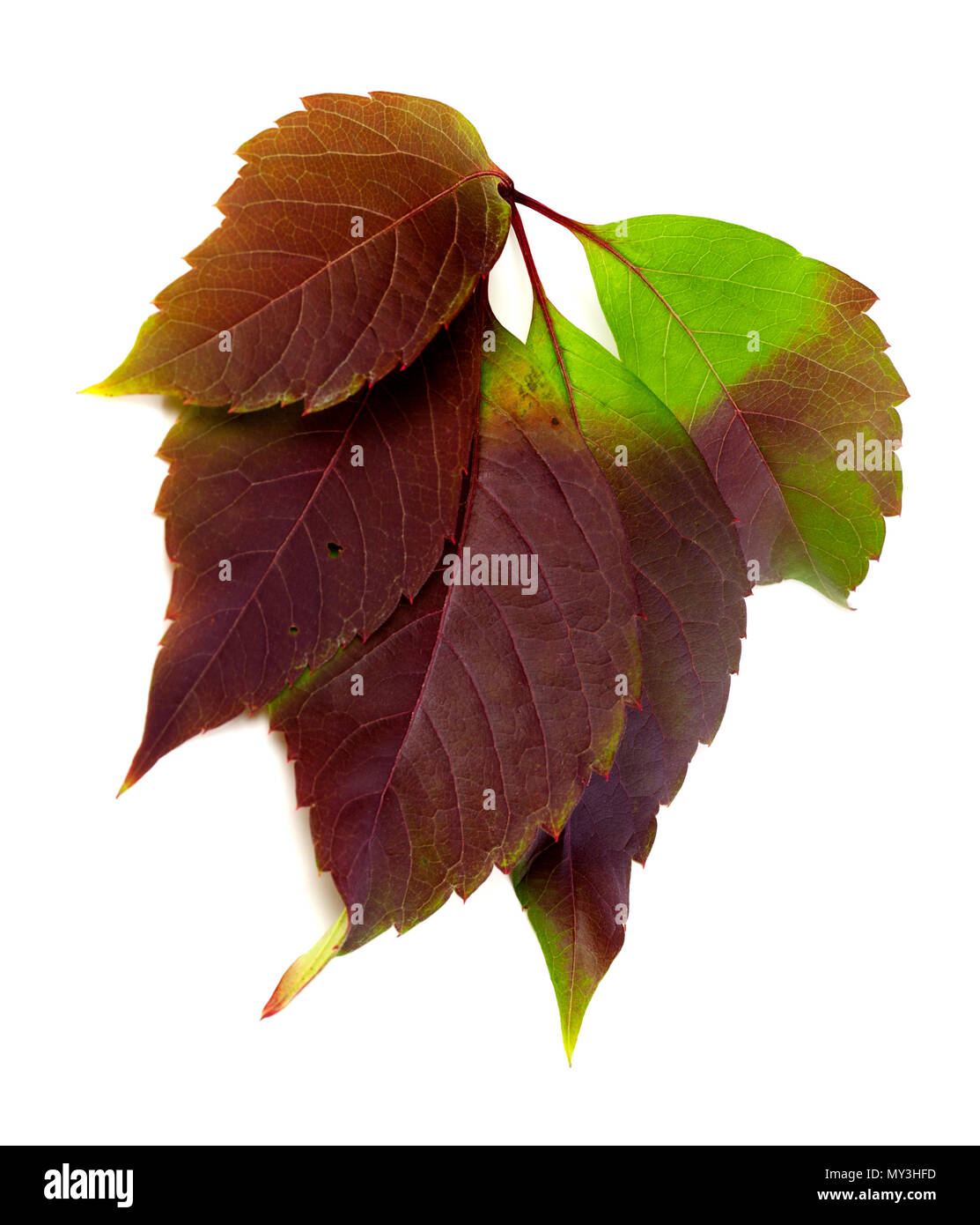 Creeper leaf hi-res stock photography and images - Alamy