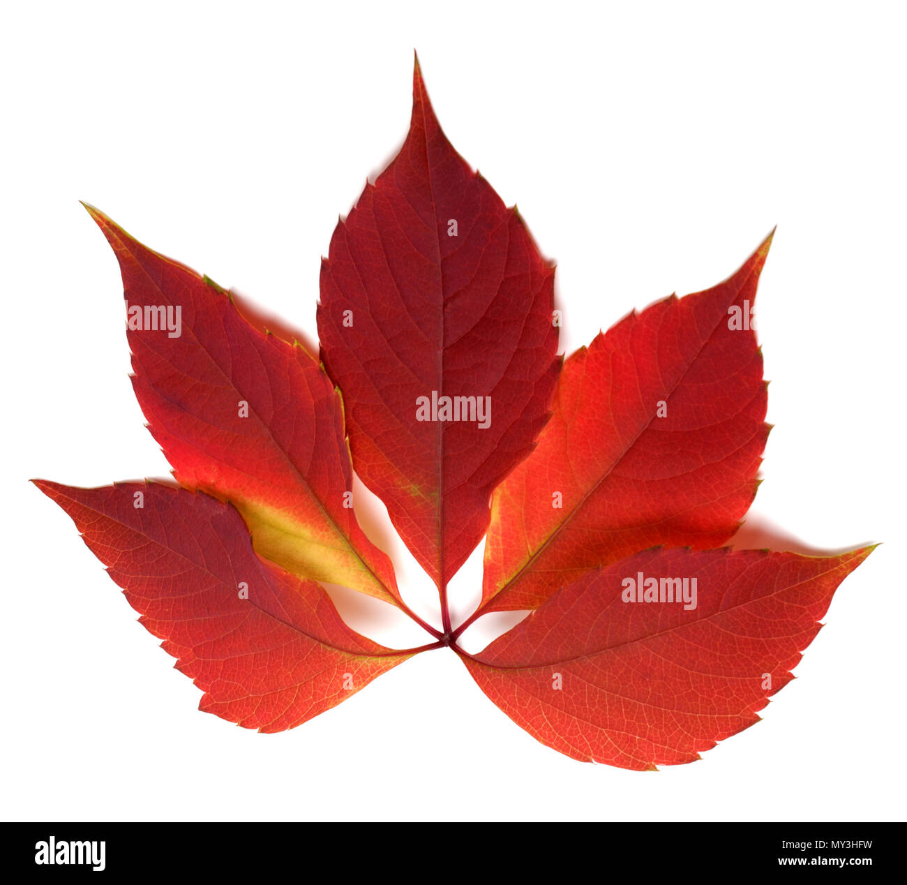 Autumn red leaf (Virginia creeper leaves) isolated on white background ...
