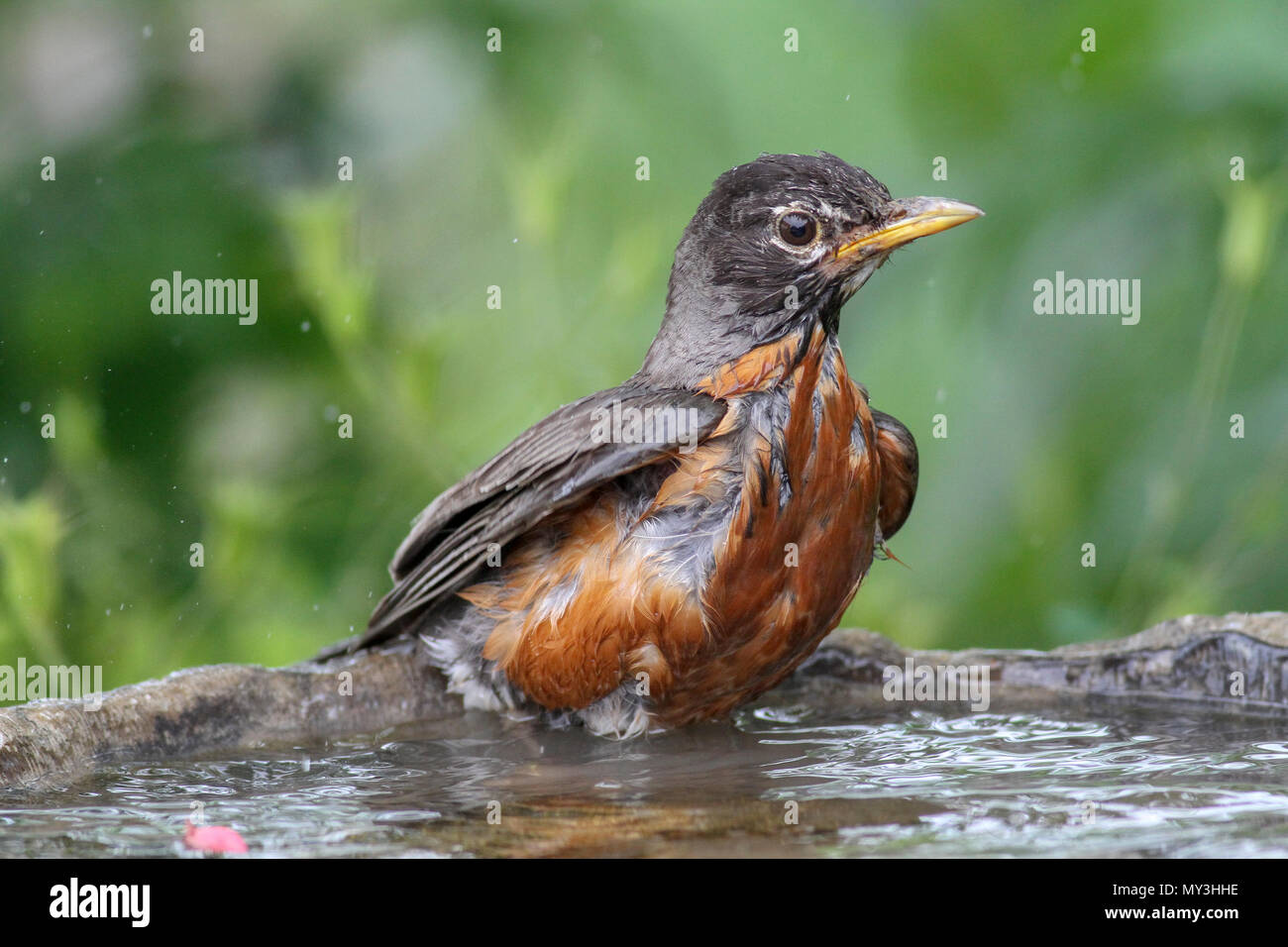 Garden bird bath robin hi-res stock photography and images - Alamy