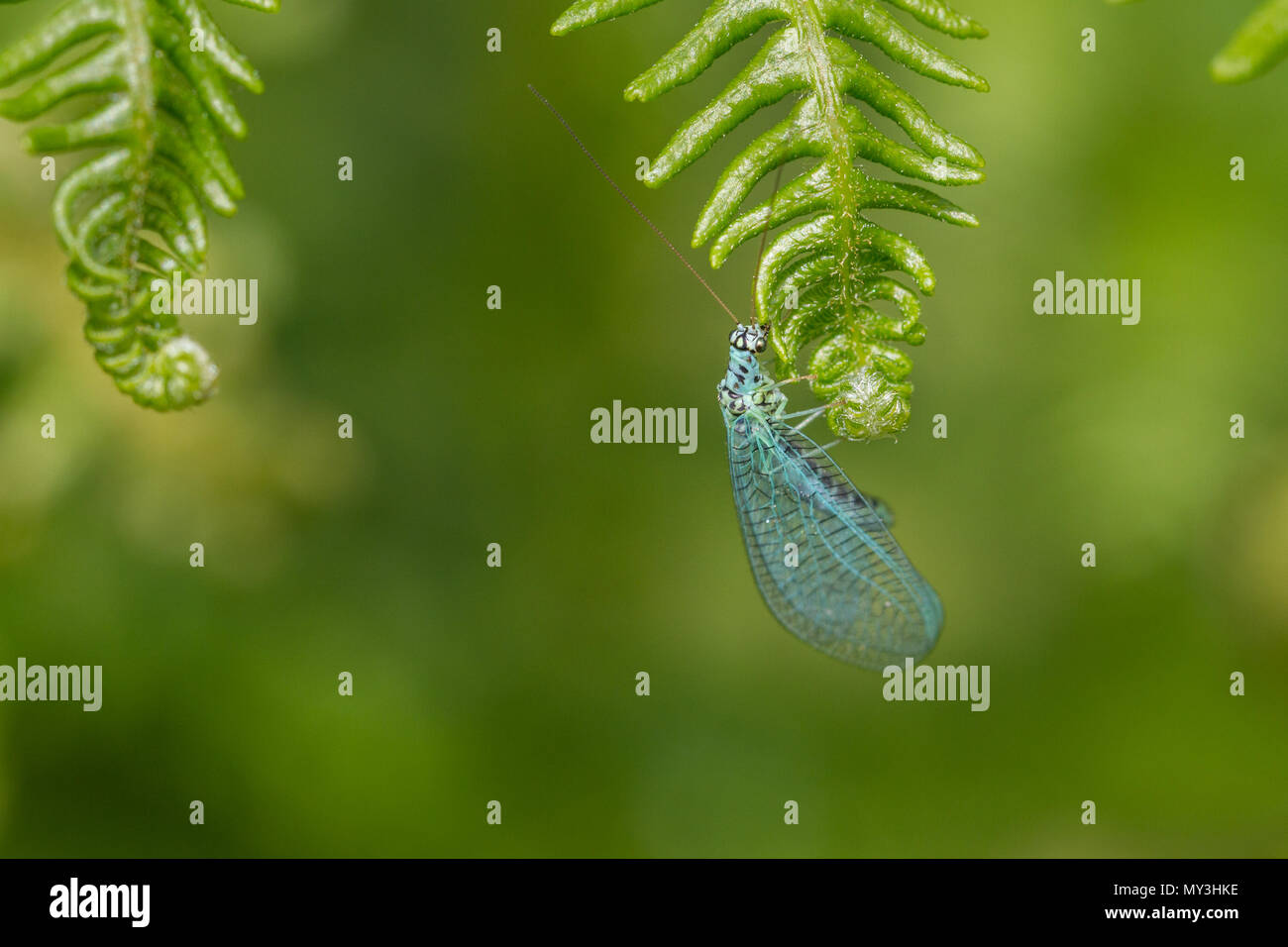 Chrysopa perla hi-res stock photography and images - Alamy