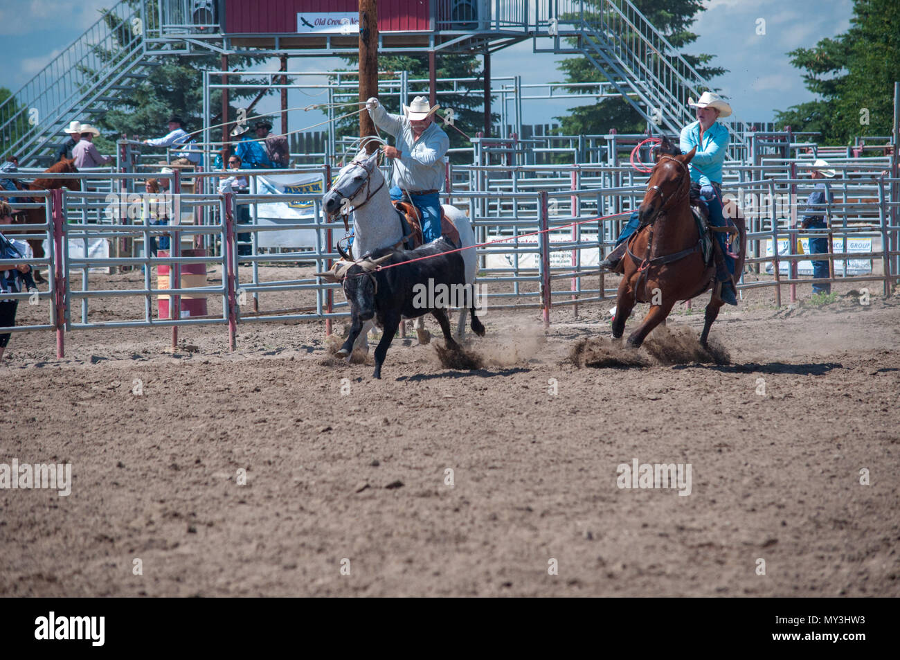 Calf Roping at an amateur rodeo. Nanton Nite Rodeo, Nanton, Alberta ...