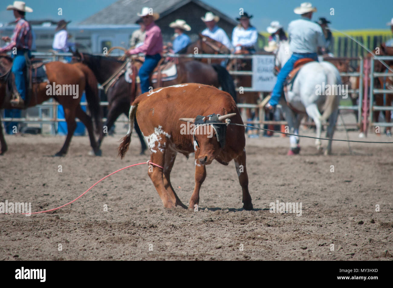 Roping Calves High Resolution Stock Photography and Images - Alamy