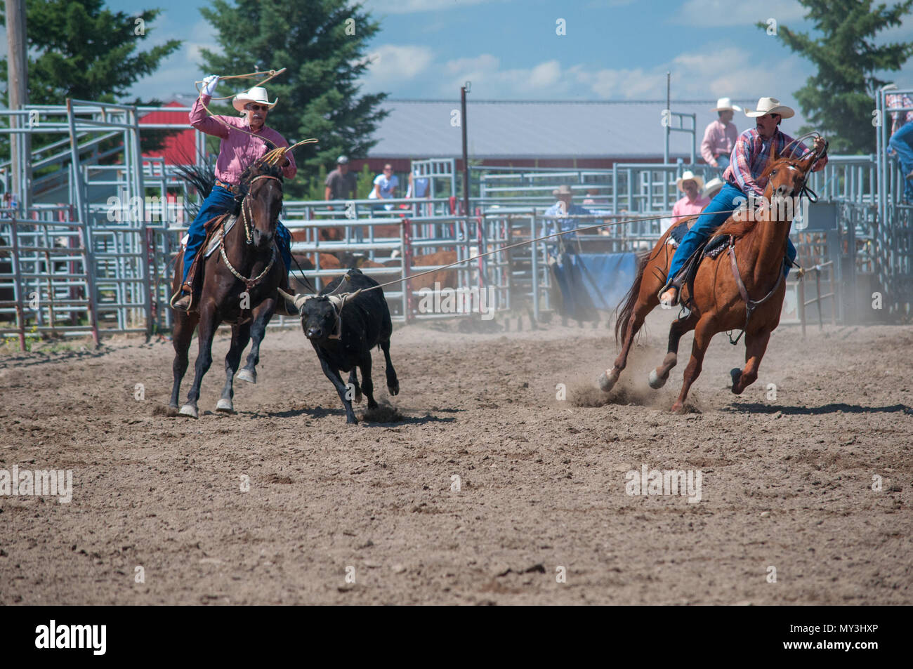 Calf Roping at an amateur rodeo. Nanton Nite Rodeo, Nanton, Alberta ...