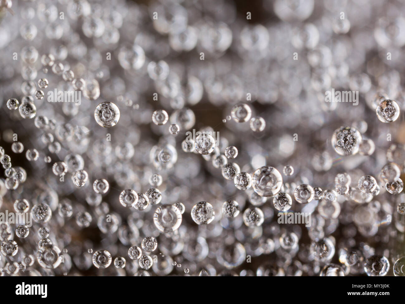 Dew drops, or water droplets, forming perfect spheres suspended in a ...