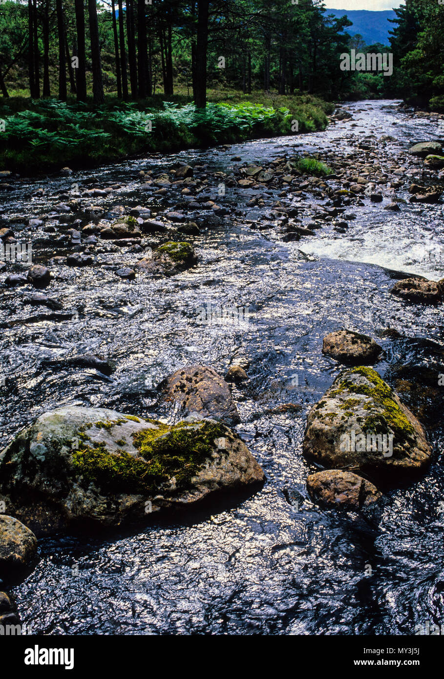Ancient caledonian forest hi-res stock photography and images - Alamy